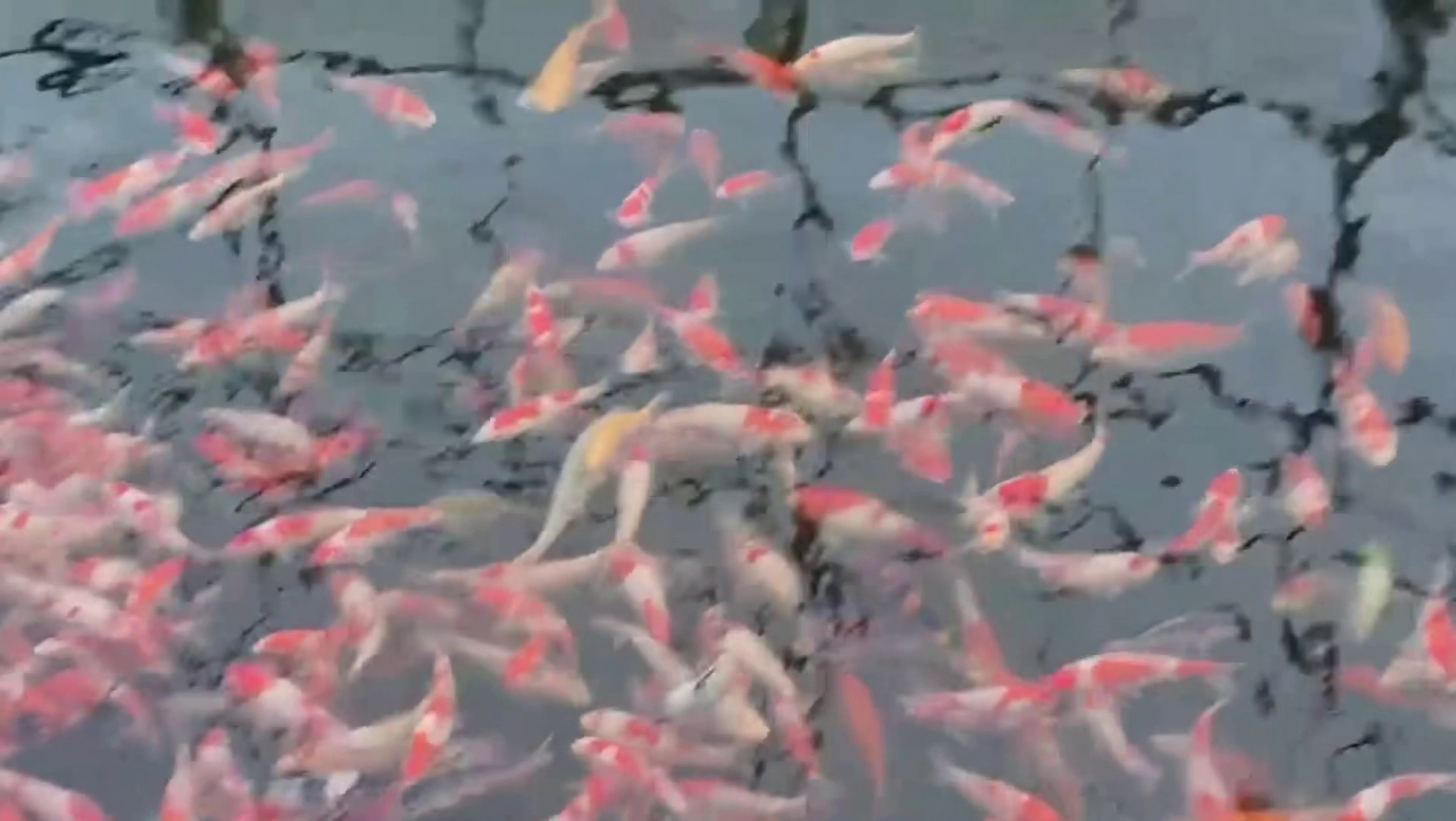 Fish Counting Object Detection Dataset by feeding