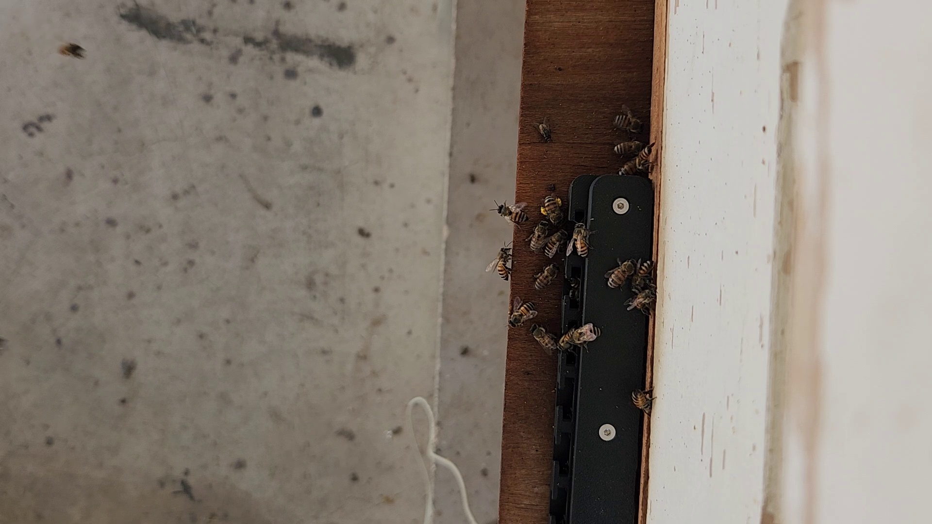 Annotation Agreement 5 Object Detection Dataset By Bee Project