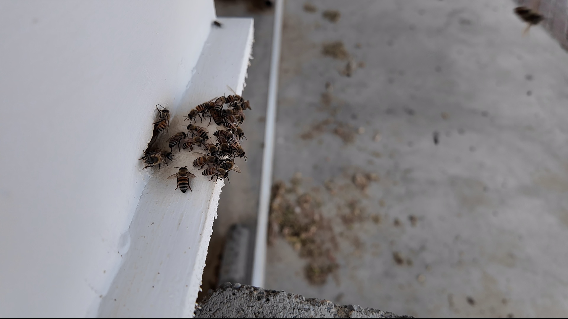 bee project Object Detection Model by bee project