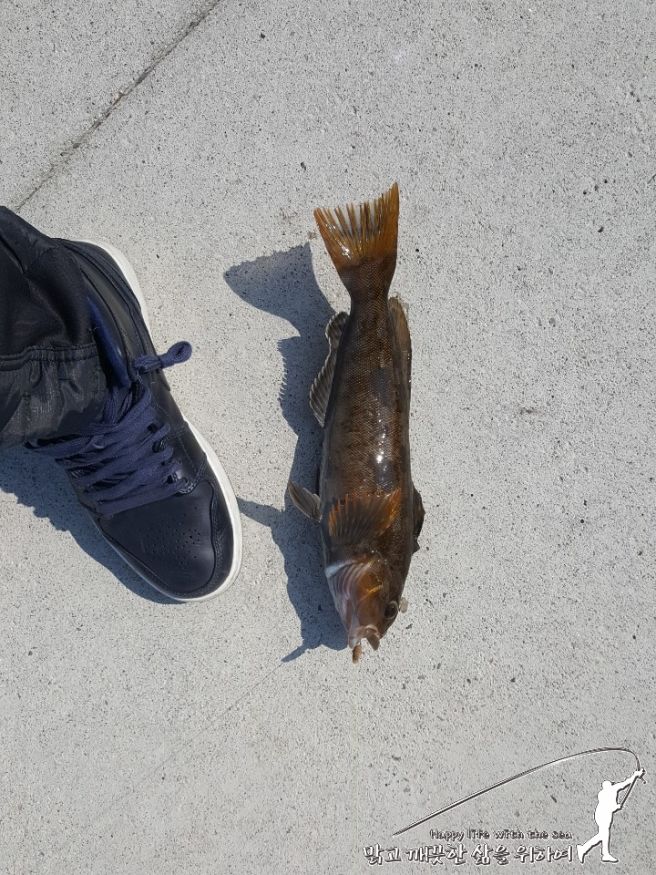 Fish Detection team Object Detection Model by baesung koo