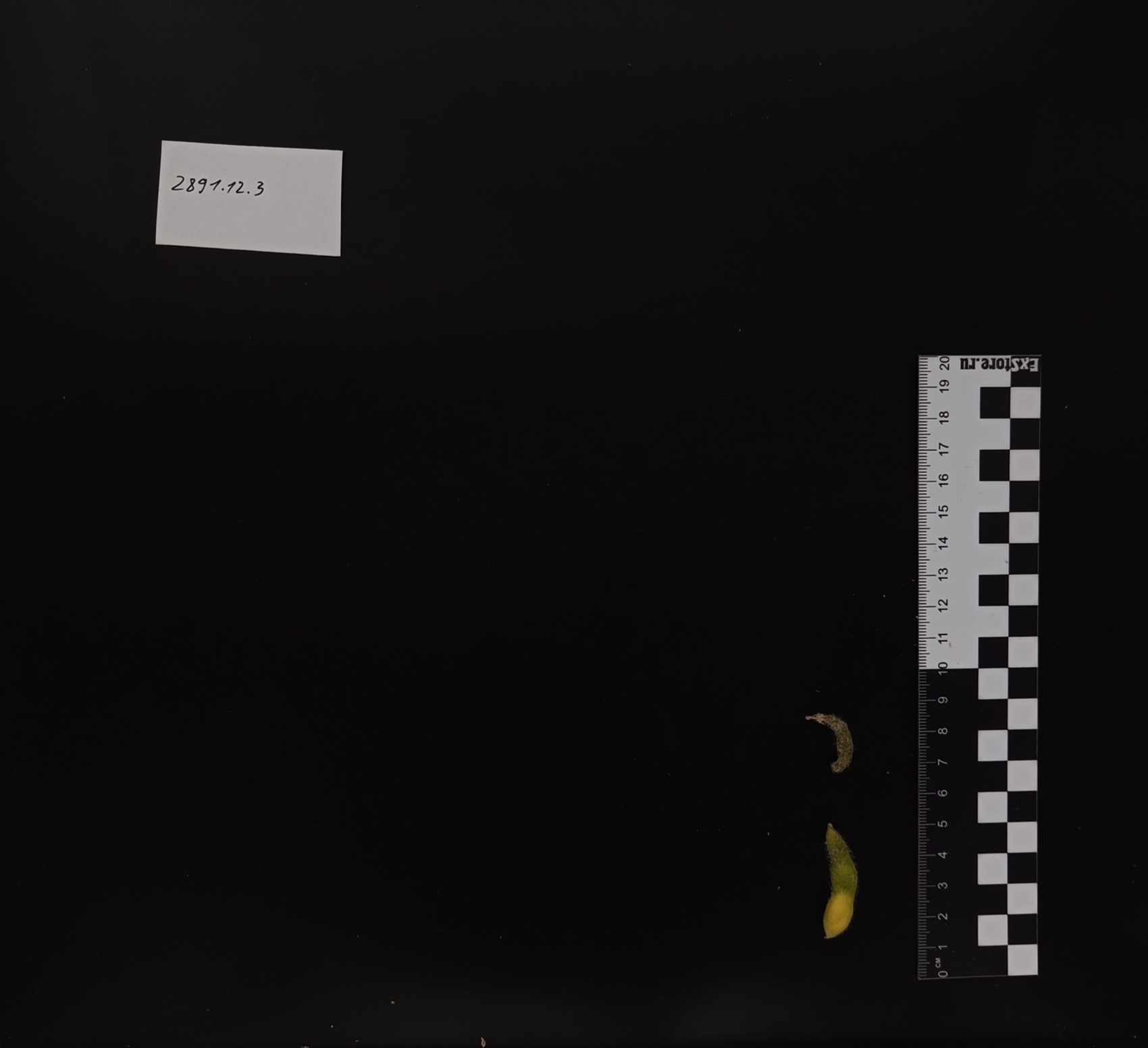 seed detection Object Detection Model by KBT