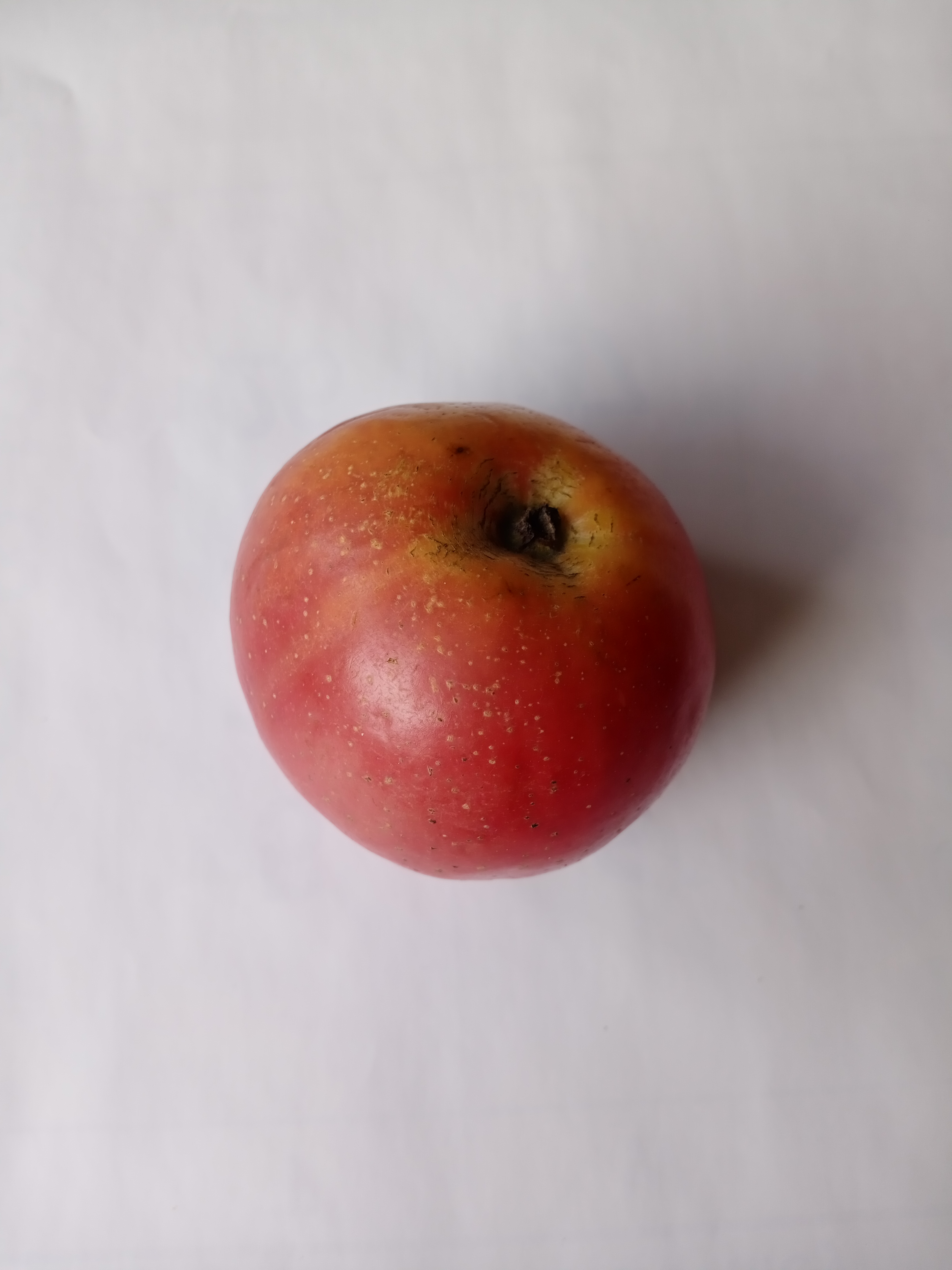 Fruit Ripeness Object Detection Model by DongPhets