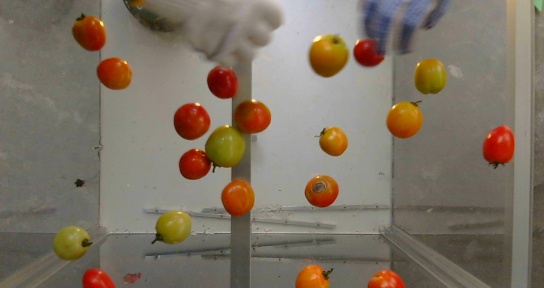 Fruits-All-Detection Object Detection Dataset by Cj Santos