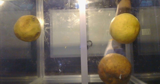 Pomelo Detection Object Detection Dataset By Cj Santos