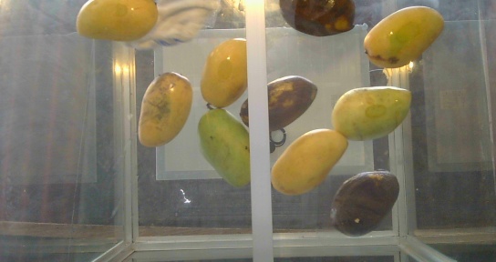 Mango Detection Object Detection Dataset By Cj Santos