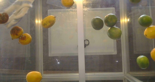 Lemon Detection Object Detection Dataset by Cj Santos