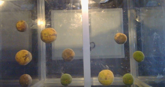 Santol Detection Object Detection Dataset By Cj Santos