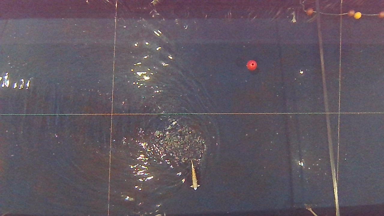robot_fish Object Detection Dataset by object estimation