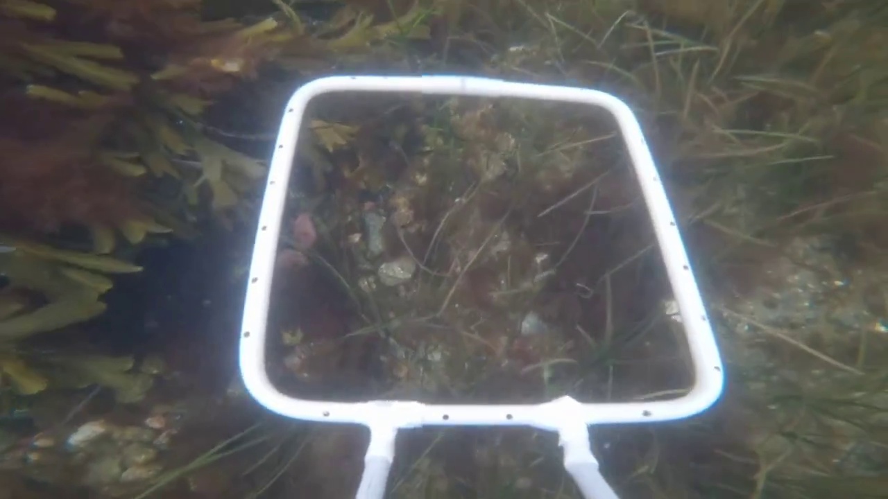 KSO Eelgrass inst segm 2 Instance Segmentation Dataset and Pre-Trained Model by KSO eelgrass