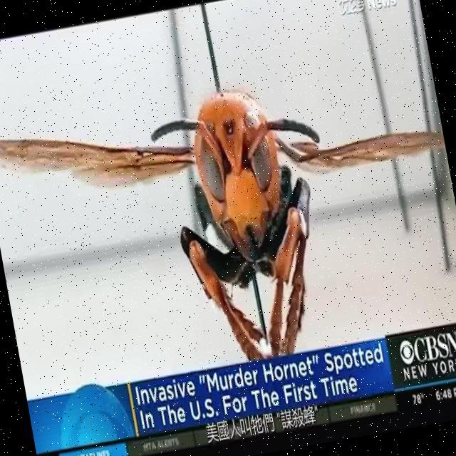 hornetBee Object Detection Model by BeeKiller