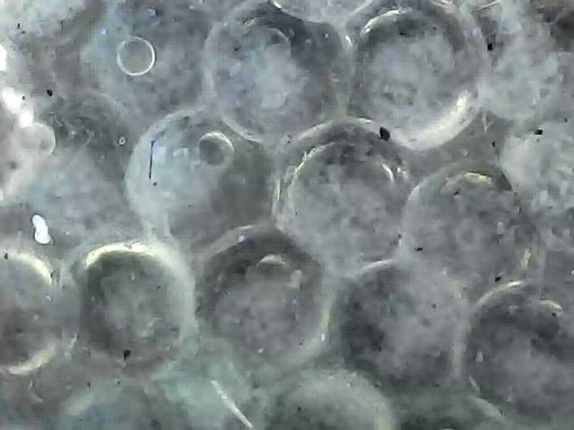 detect Instance Segmentation Dataset and Pre-Trained Model by anom