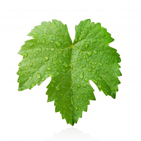 Grape Diseases Instance Segmentation Dataset by Michael Vorobiev