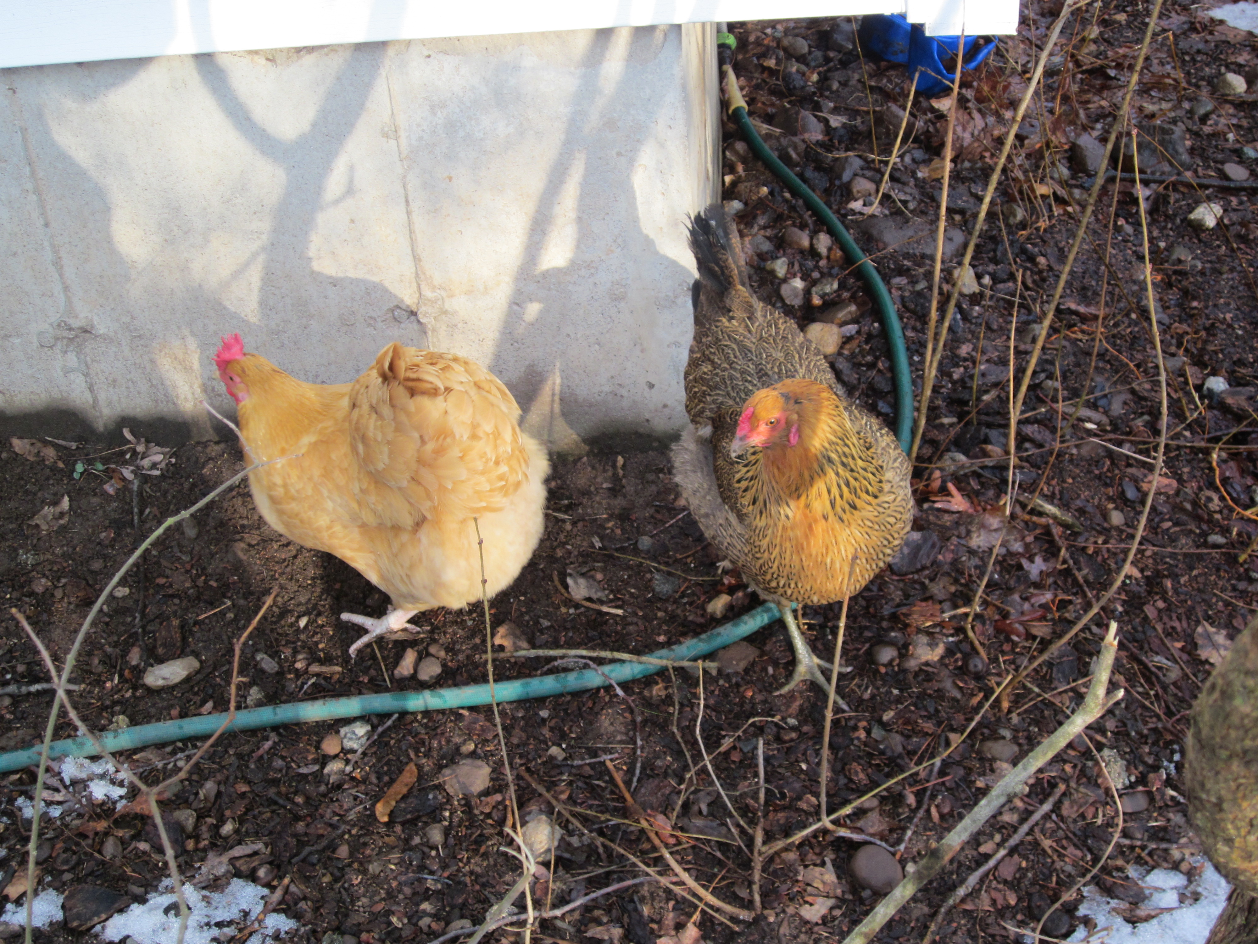 Farm Animals Object Detection Dataset by CNN training