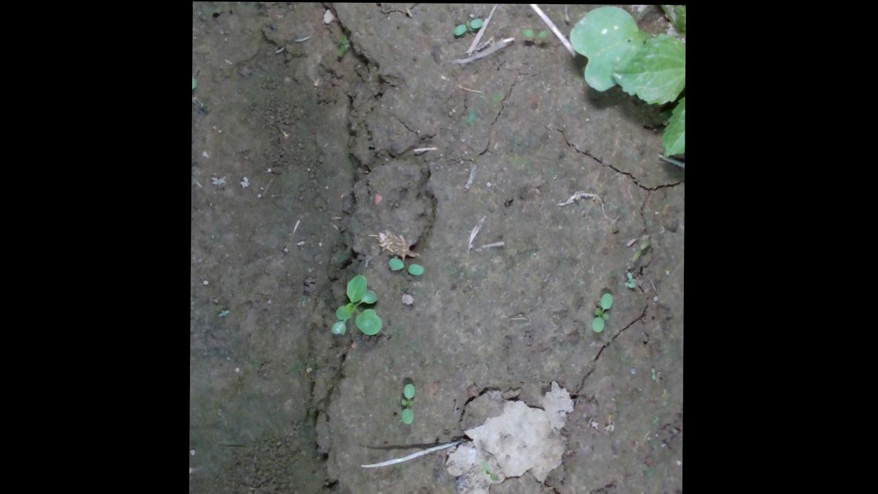 Weed Detection Object Detection Dataset By Project
