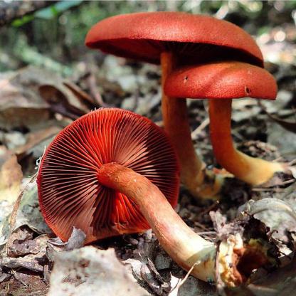 shrooms Object Detection Model by vadim