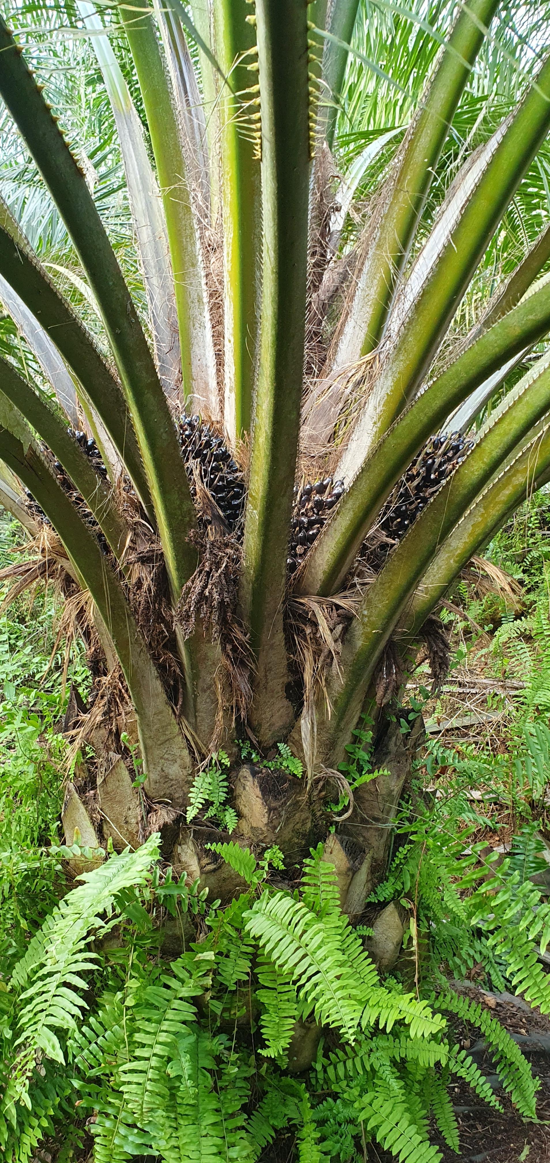 POC N Class Object Detection Dataset by Christopher Vincent