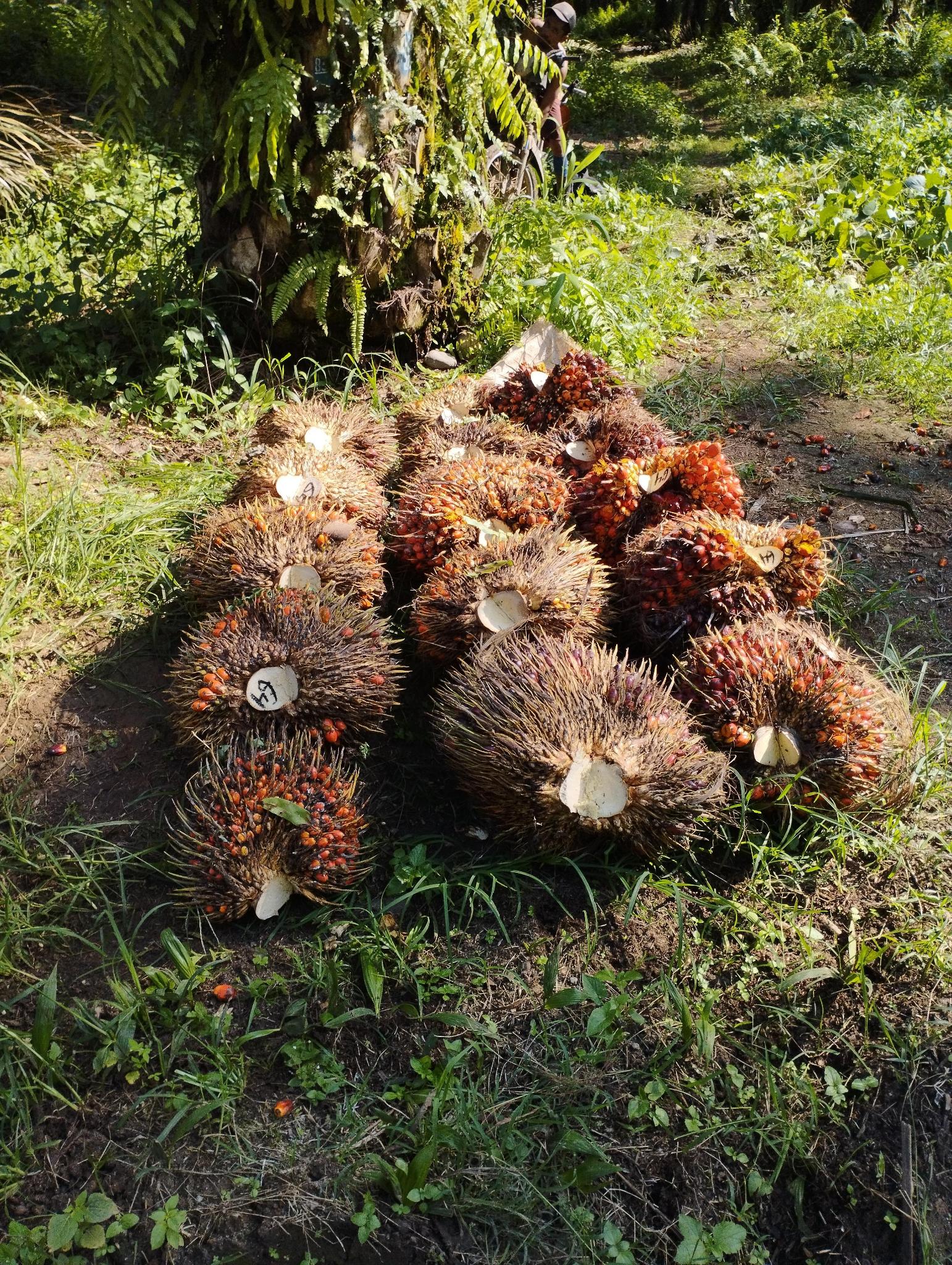 Christopher Vincent (christopher-vincent-qjgde) - Roboflow Universe