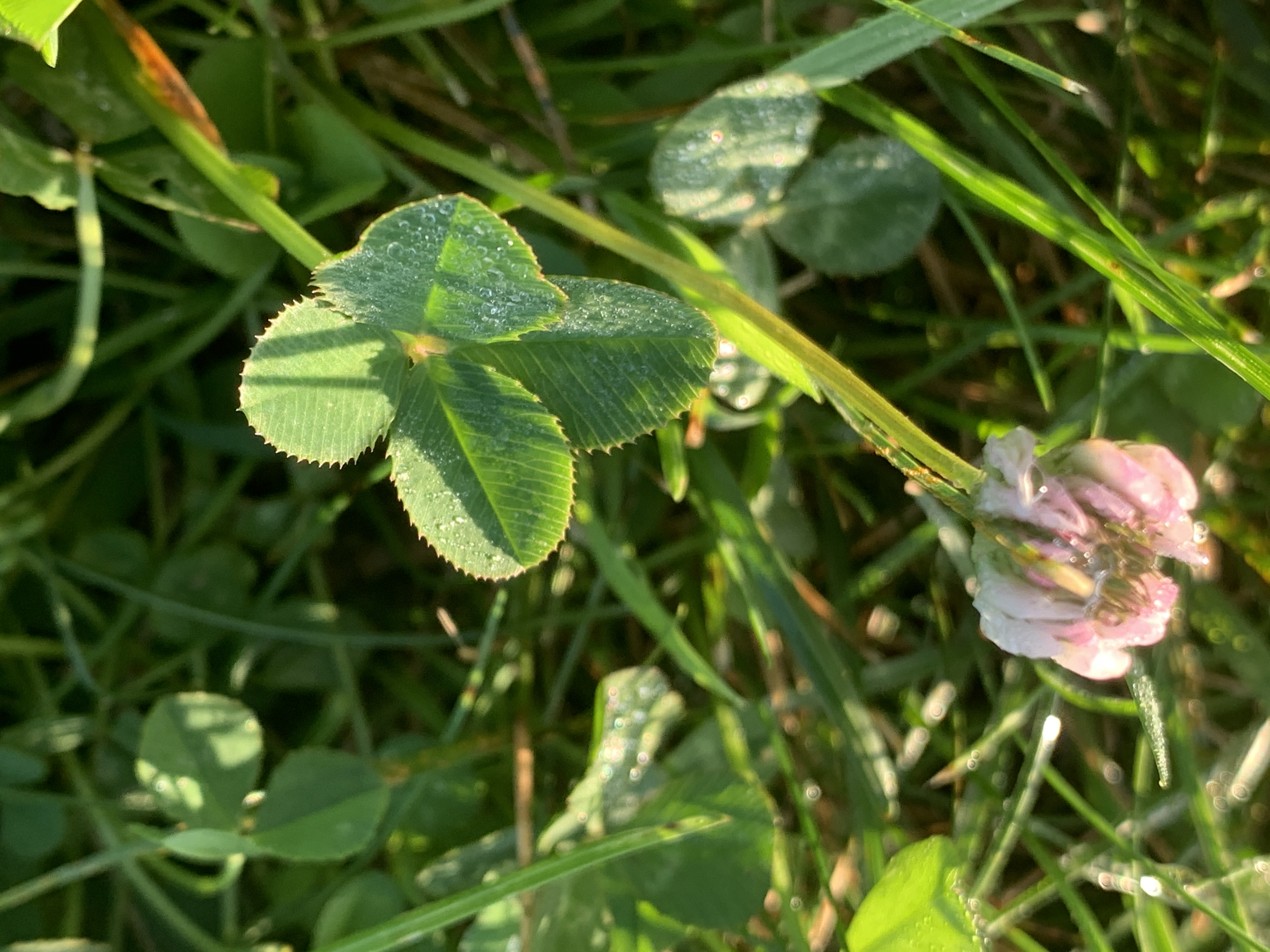 SoLucky Object Detection Dataset by Benn Witt