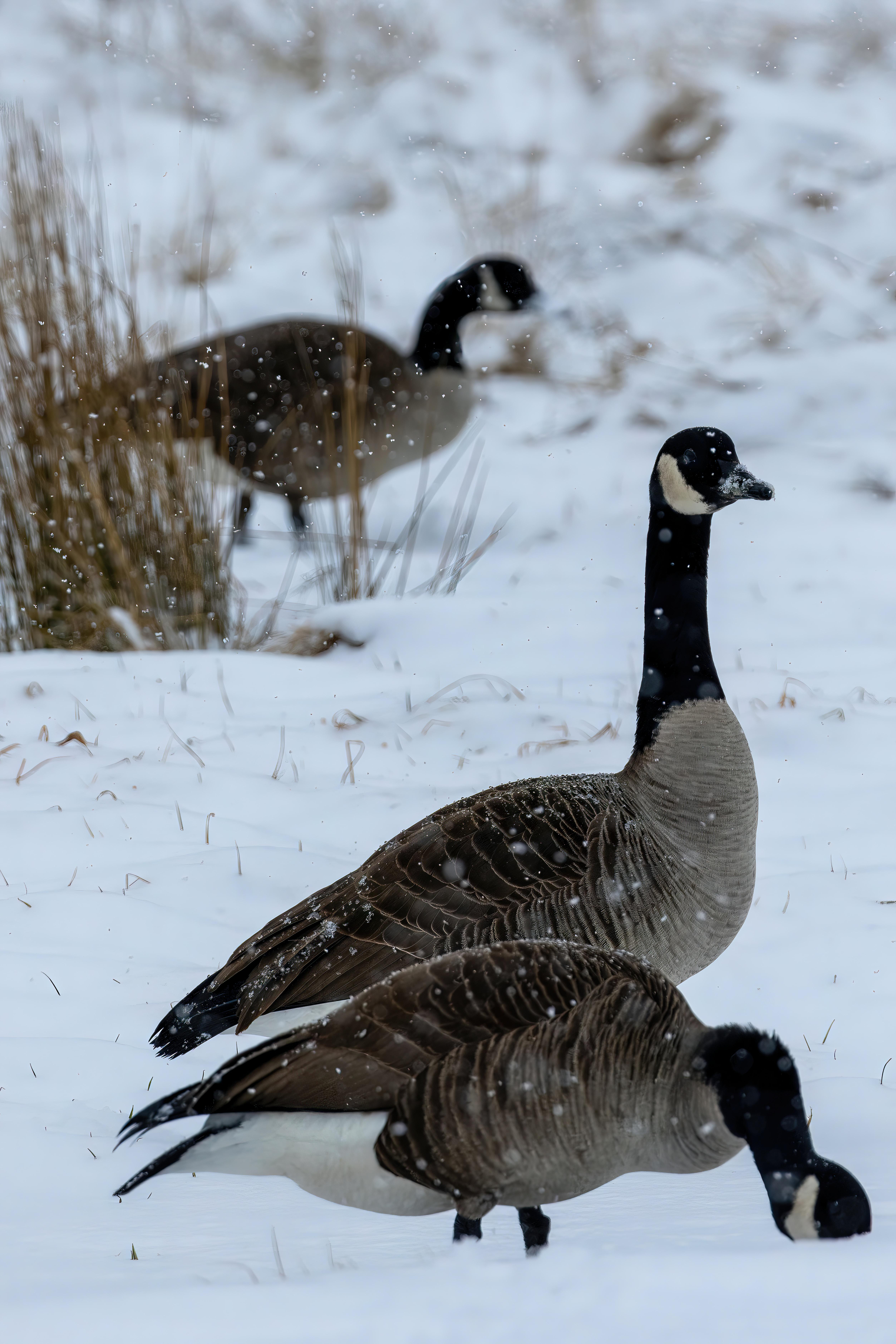 GooseEyes Keypoint Detection Model by ENGR 100 Goose Annihilator