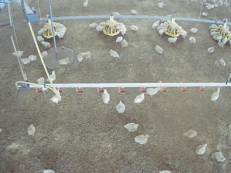 chicken_video Object Detection Dataset and Pre-Trained Model by ...