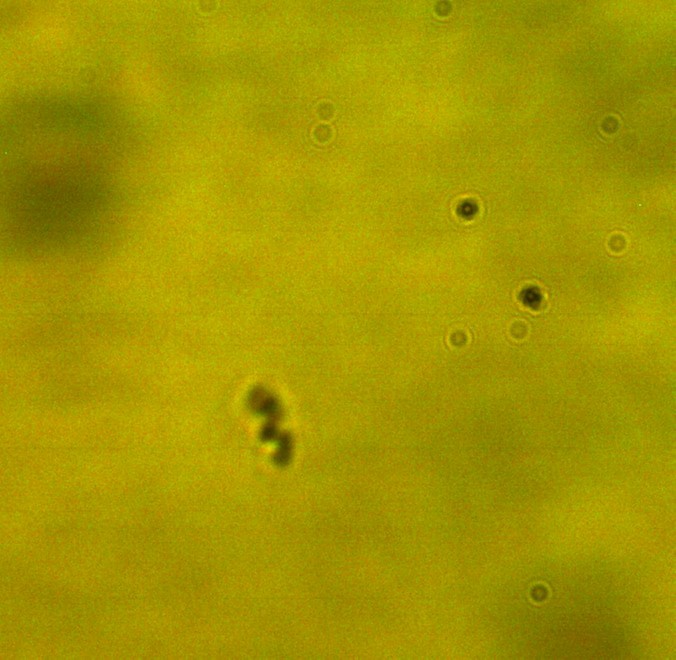 Seg4 Object Detection Dataset By From Roboflow Import Roboflow Rf Roboflowapikeyyourapikey