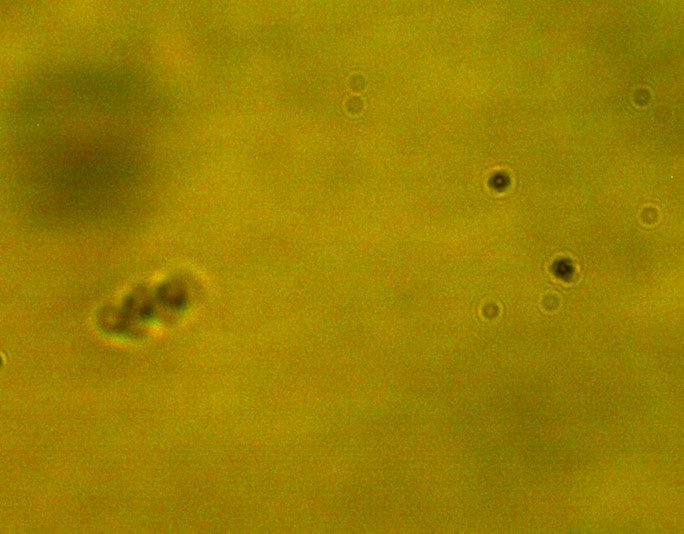 Detection4 Object Detection Dataset By From Roboflow Import Roboflow Rf Roboflowapikeyyourapikey