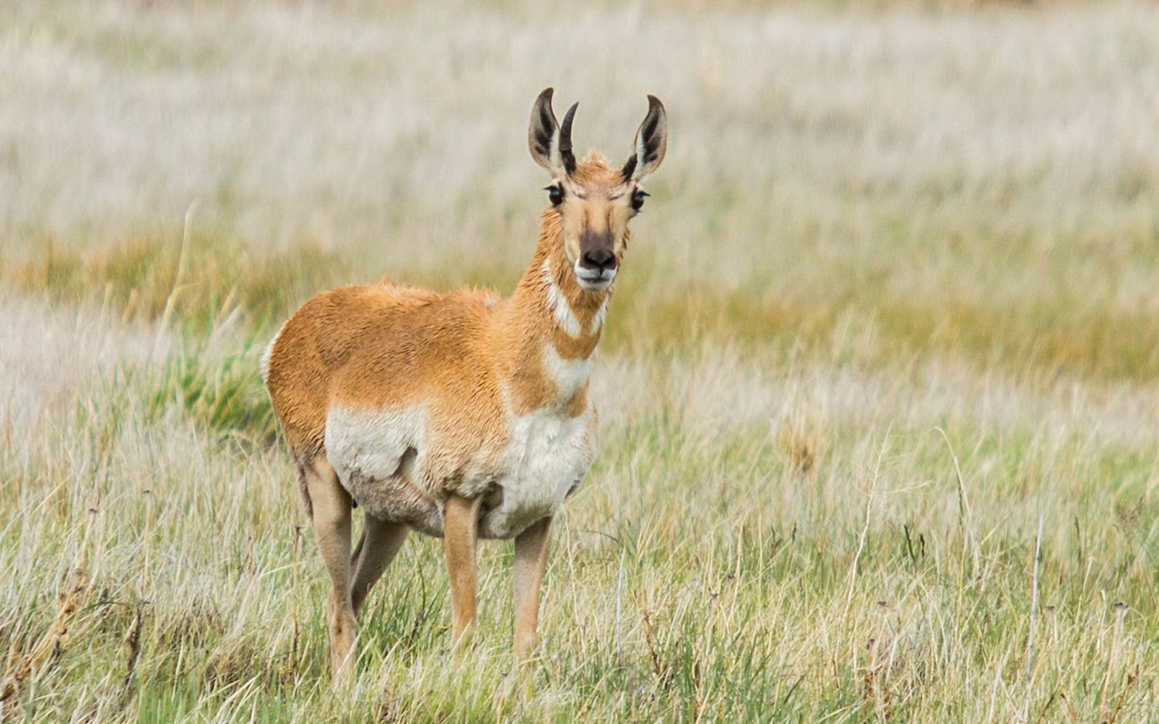 Antelope Detection Object Detection Dataset By New Workspace Ziskq