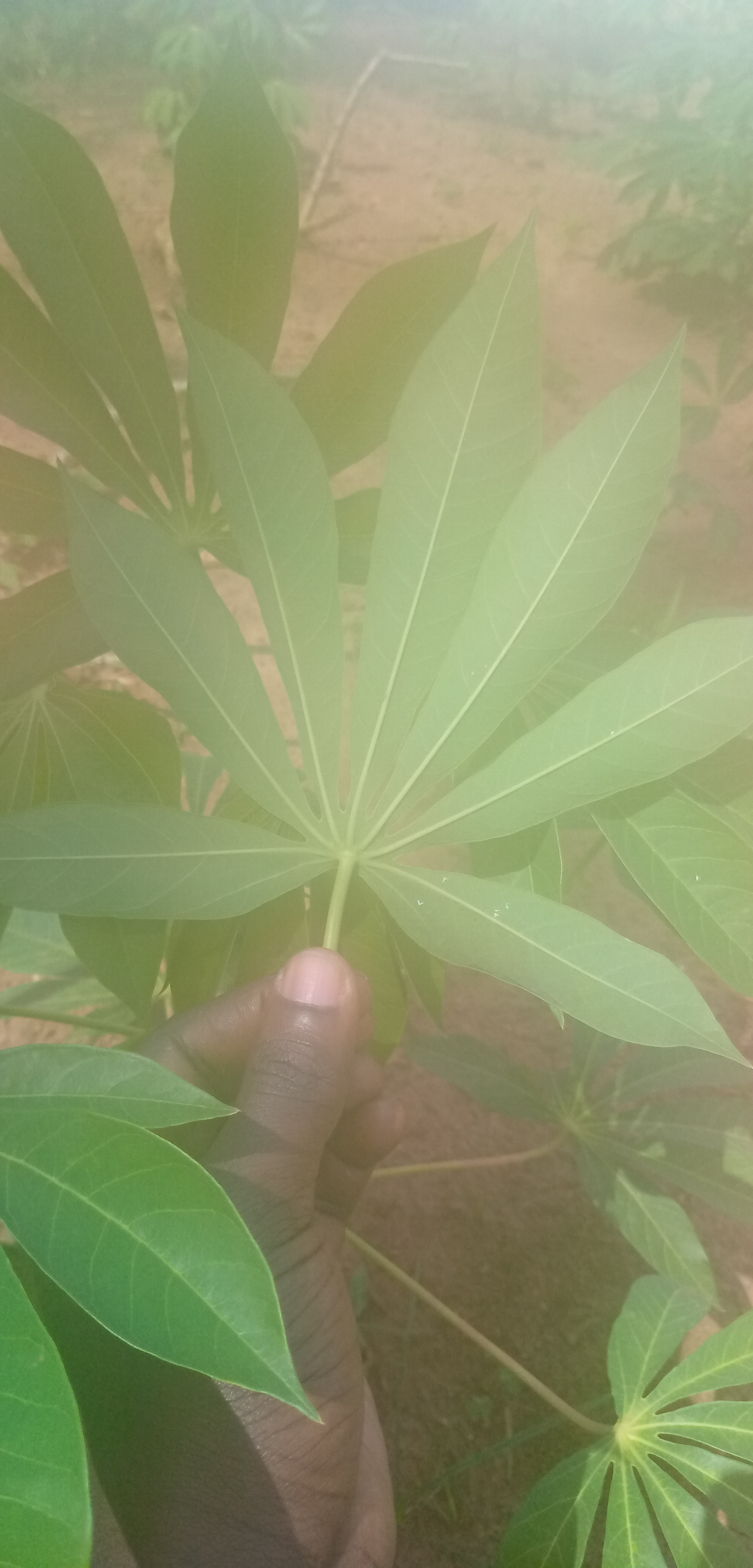 Fly Detector Object Detection Model by Intelligent Systems