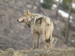 Daylight wild animal detection Object Detection Model by Yun