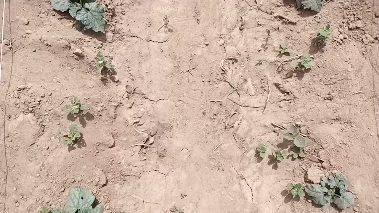 weed Object Detection Dataset by Imtiaz Ul Hassan