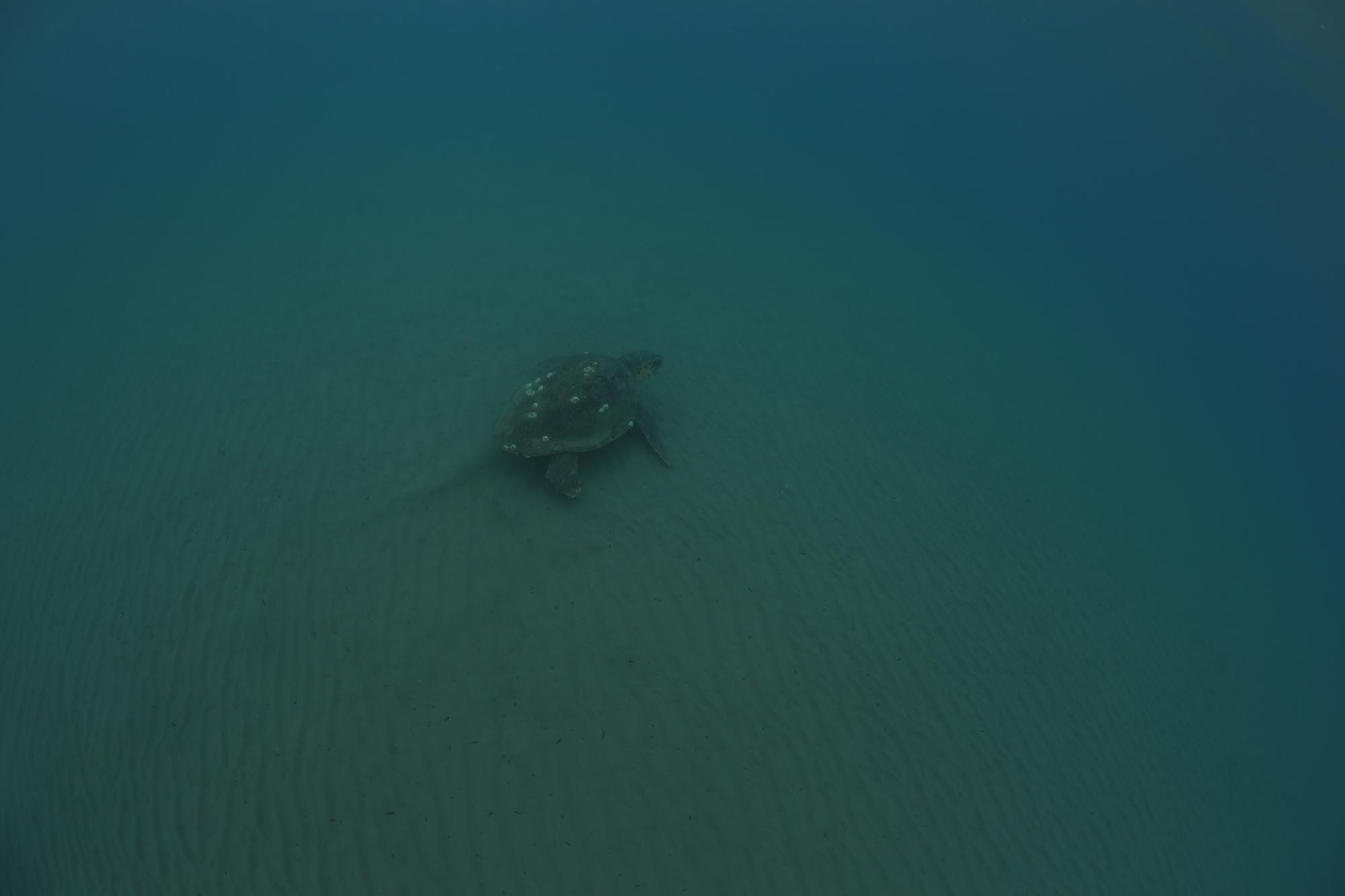 turtle-segmentation Instance Segmentation Model by VV