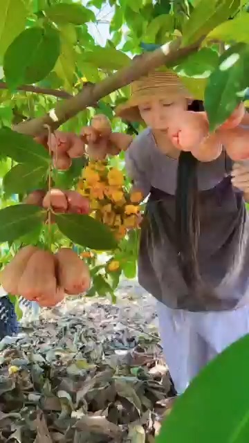 Fruits Detection Object Detection Dataset By Object Detection For
