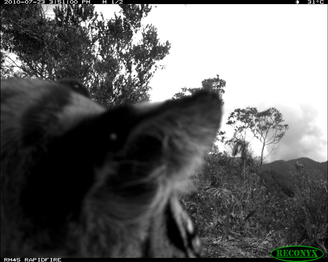wild animals Object Detection Dataset by animals