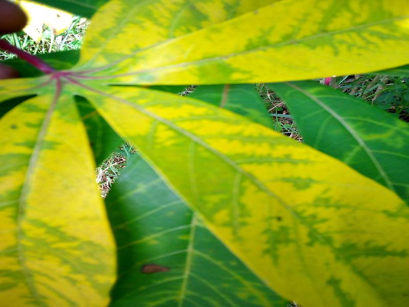 Klasifikasi Penyakit Tumbuhan Daun Singkong Object Detection Model By Ariz