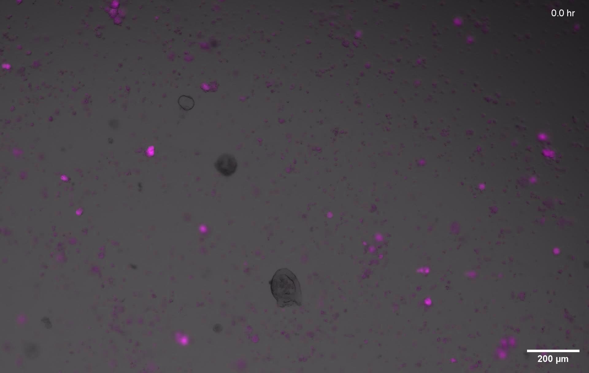 p134 Instance Segmentation Dataset by Julie