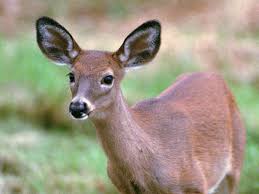 deer Classification Dataset and Pre-Trained Model by patrick malter