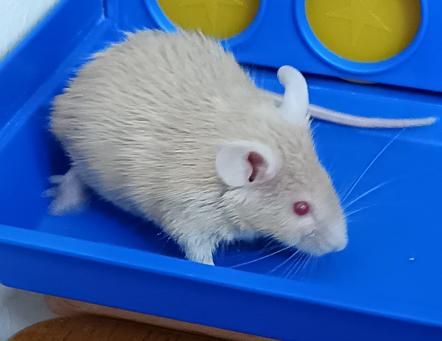 ratsense Object Detection Model by rat