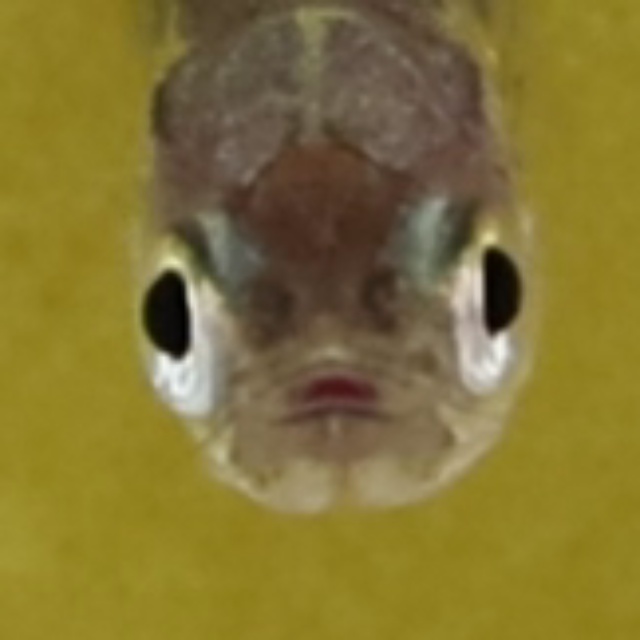 Fish Mouth Instance Segmentation Dataset and Pre-Trained Model by Tsutaya