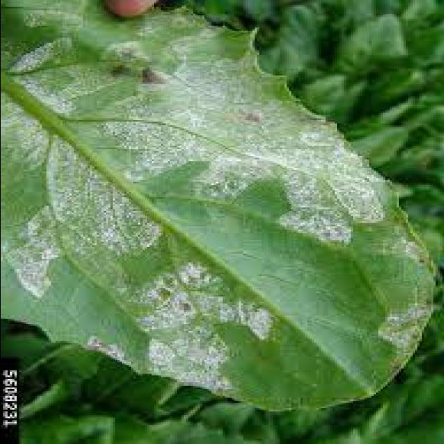 Lettucediseasedetection Object Detection Dataset And Pre Trained 2984