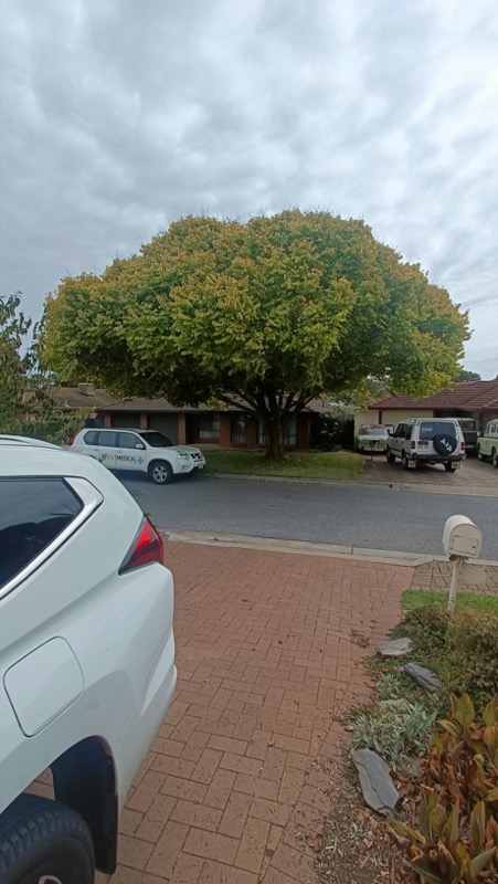 trees Object Detection Dataset by new-workspace-ygk5z