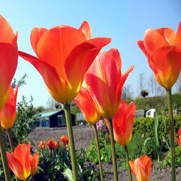 Hoa-Tulip Object Detection Dataset by Hoa