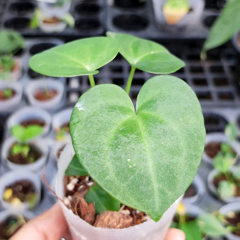 leaf segmentation Instance Segmentation Model by project-3jgqn