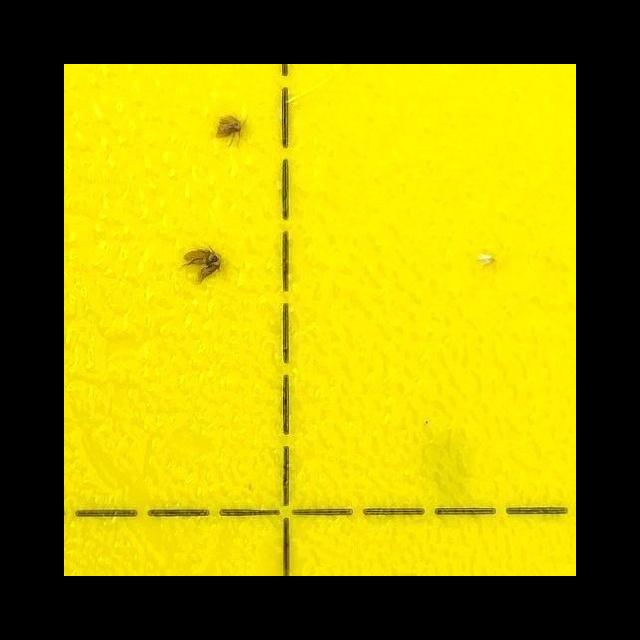 Smaller Dataset Object Detection Dataset By Insectivisor