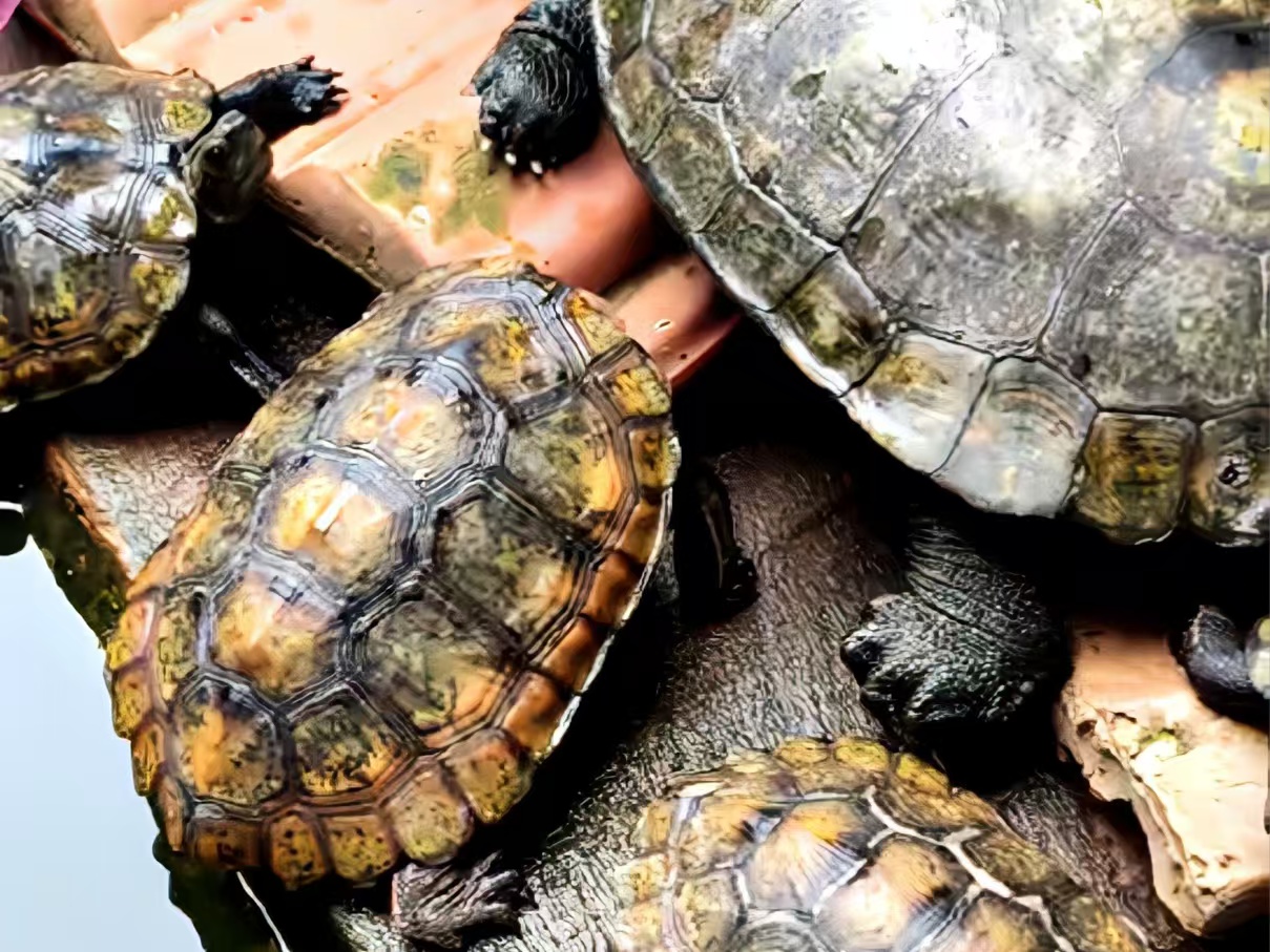 Red-ear-slider Object Detection Dataset and Pre-Trained Model by text