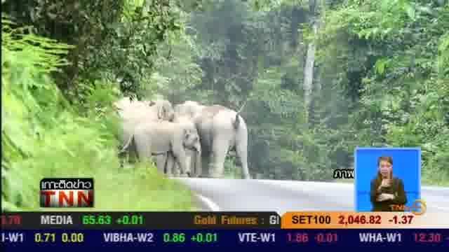 elephants Object Detection Dataset by elephants