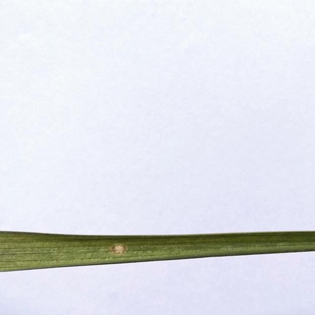 Rice Plant Disease Detection Object Detection Model By Thiagarajar