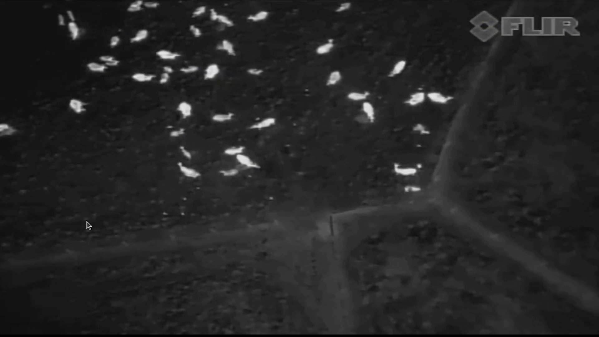 Thermal Cows Object Detection Dataset By Luis Landivar
