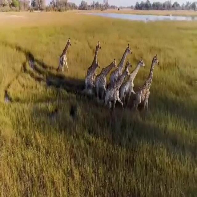 Aerial View Object Detection Dataset And Pre Trained Model By Sequetrics 0606