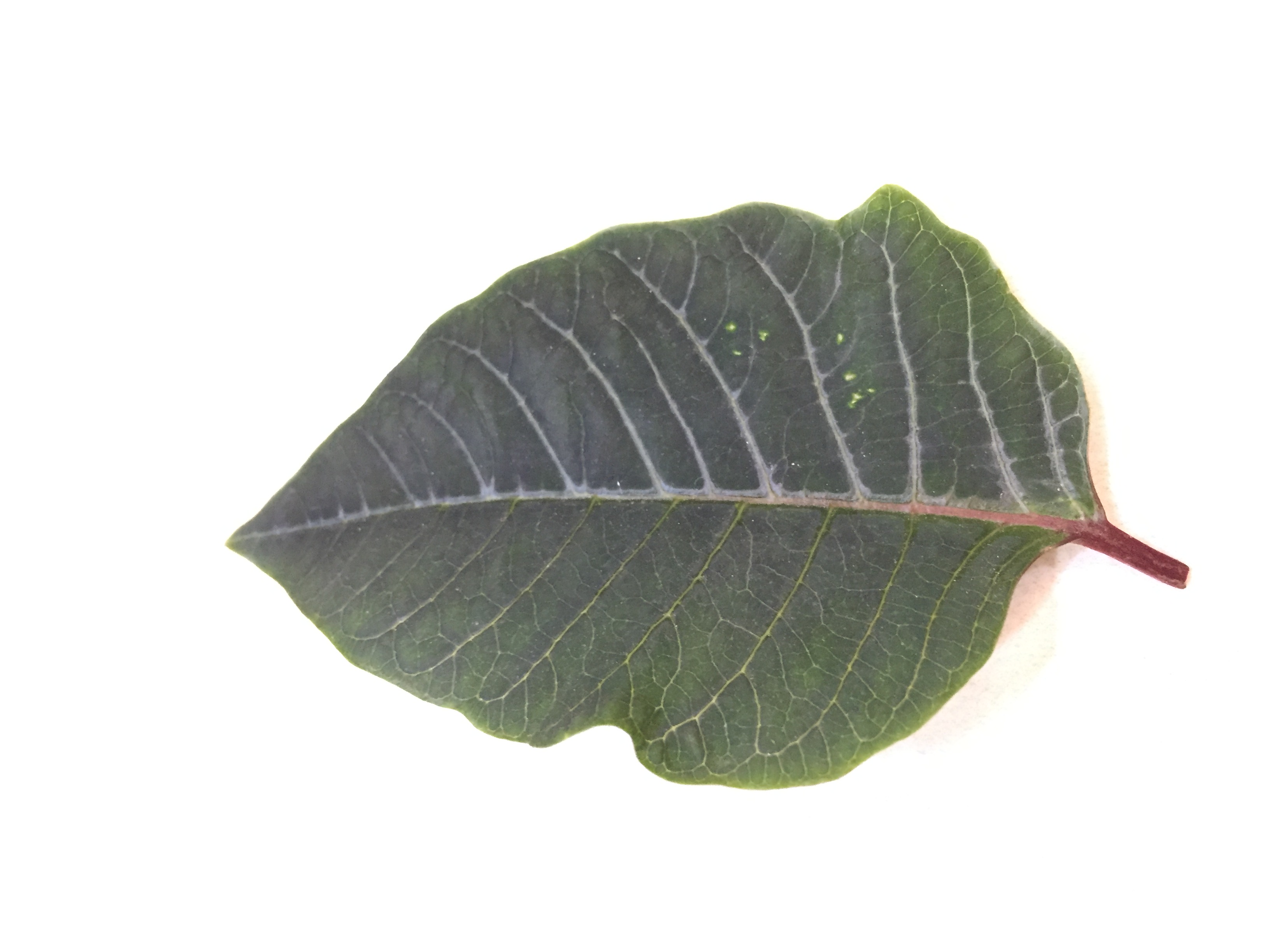 Hieu Ly - Roboflow Universe