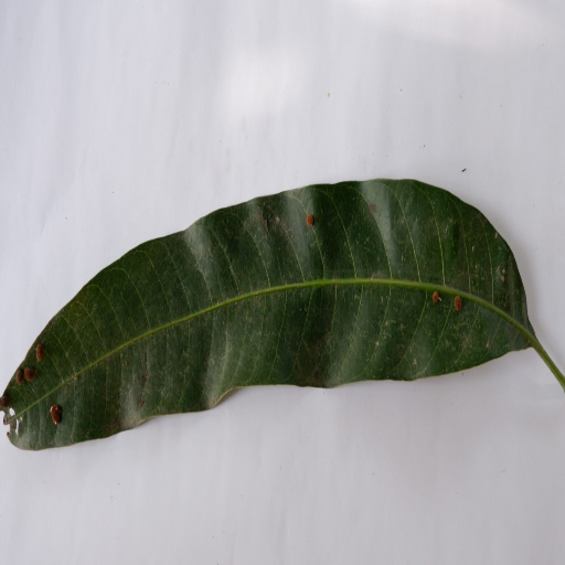 Mango Disease Detection Object Detection Dataset By Mango